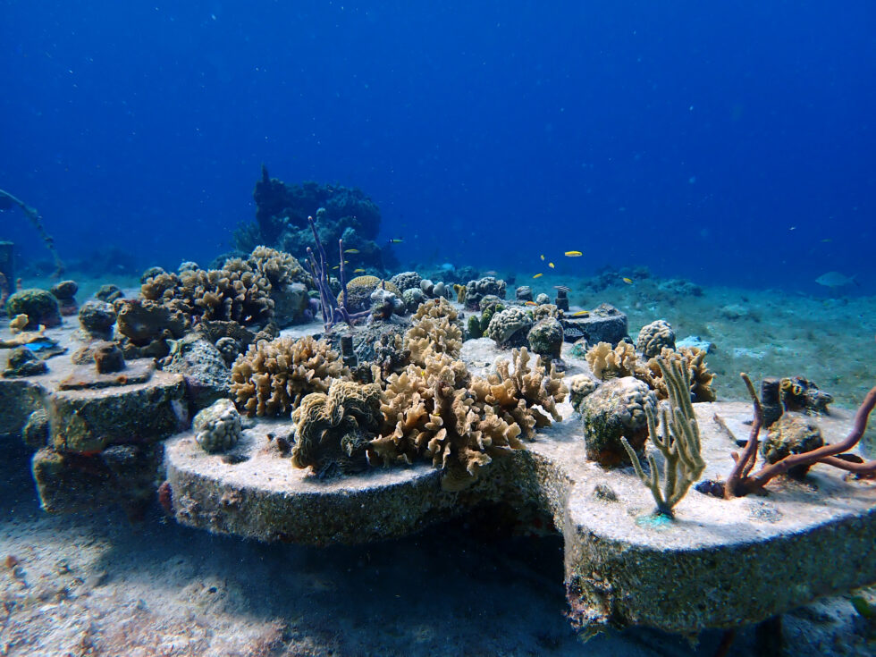 Eco-Friendly Snorkeling: 6 Ways to Protect Coral Reefs